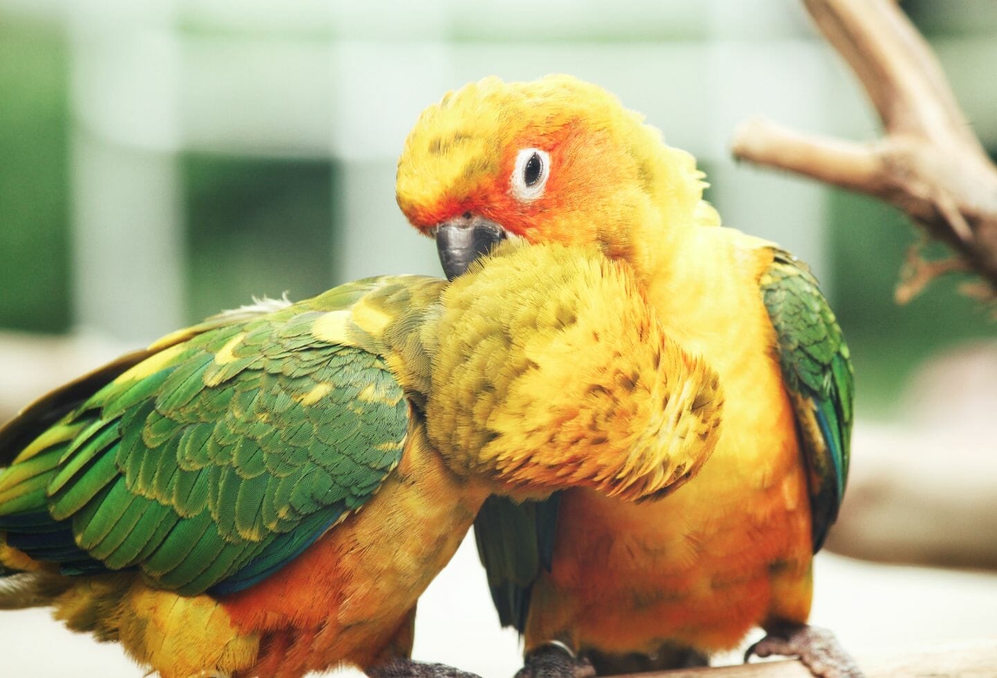 Feather Plucking in Parrots: Reasons & How to Stop