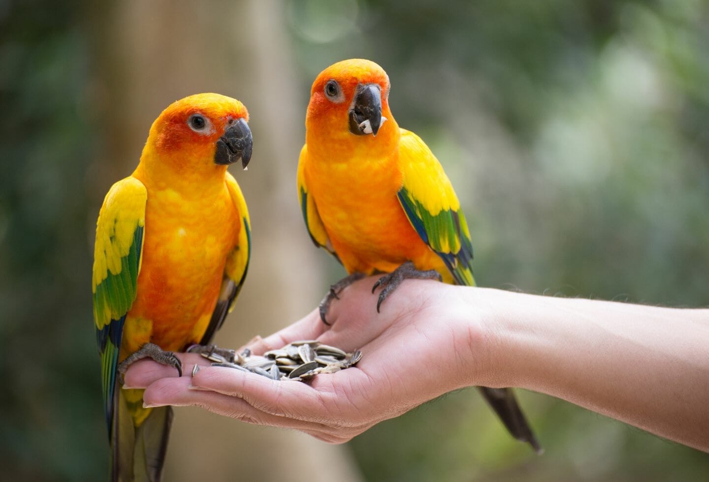 17 Signs a Bird Is Dying of Old Age