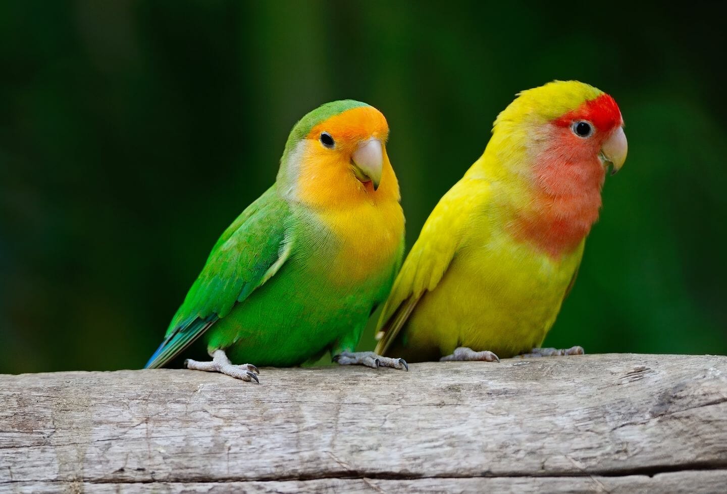 How to Tame an Aggressive Parrot?