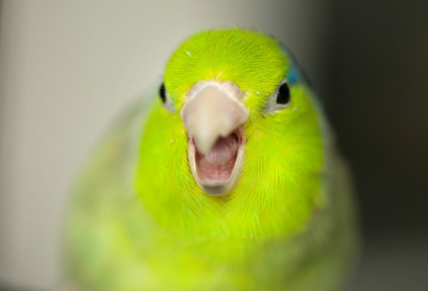 How to Tame an Aggressive Parrot?