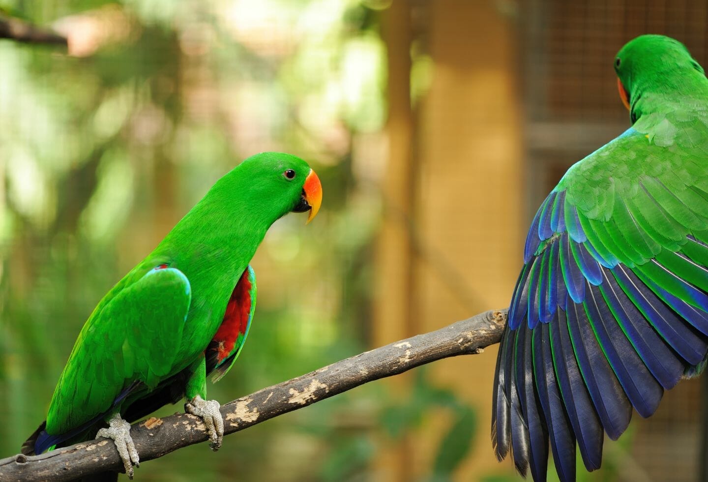 Mate Aggression: When Female Parrot Attacks Male (or Vice Versa)