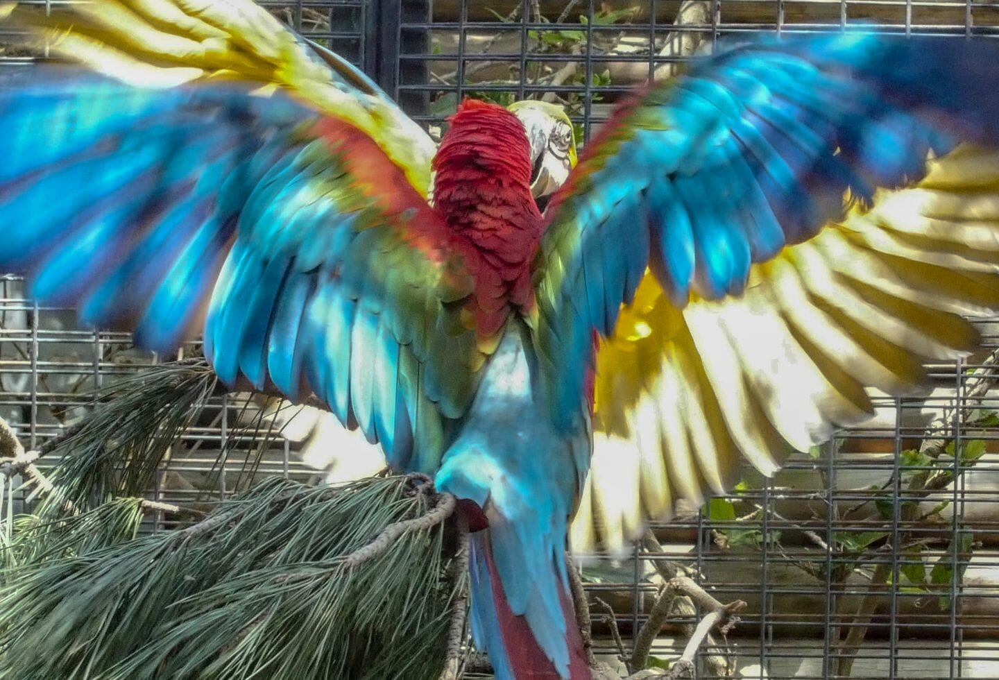 Mate Aggression: When Female Parrot Attacks Male (or Vice Versa)