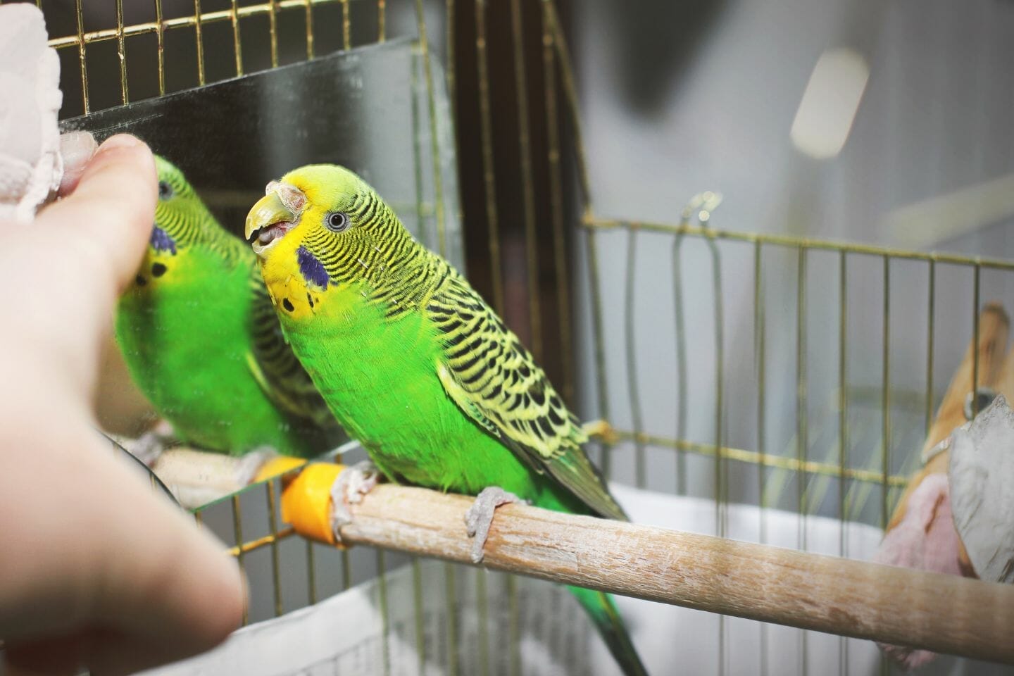 Why Does My Parrot Bite and How to Stop It?