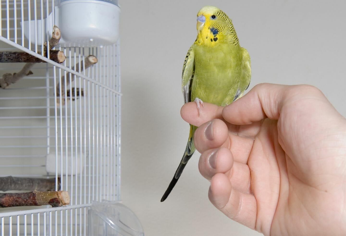 Friendliest Parrots: 15 Parrots That Make For Friendliest Pets