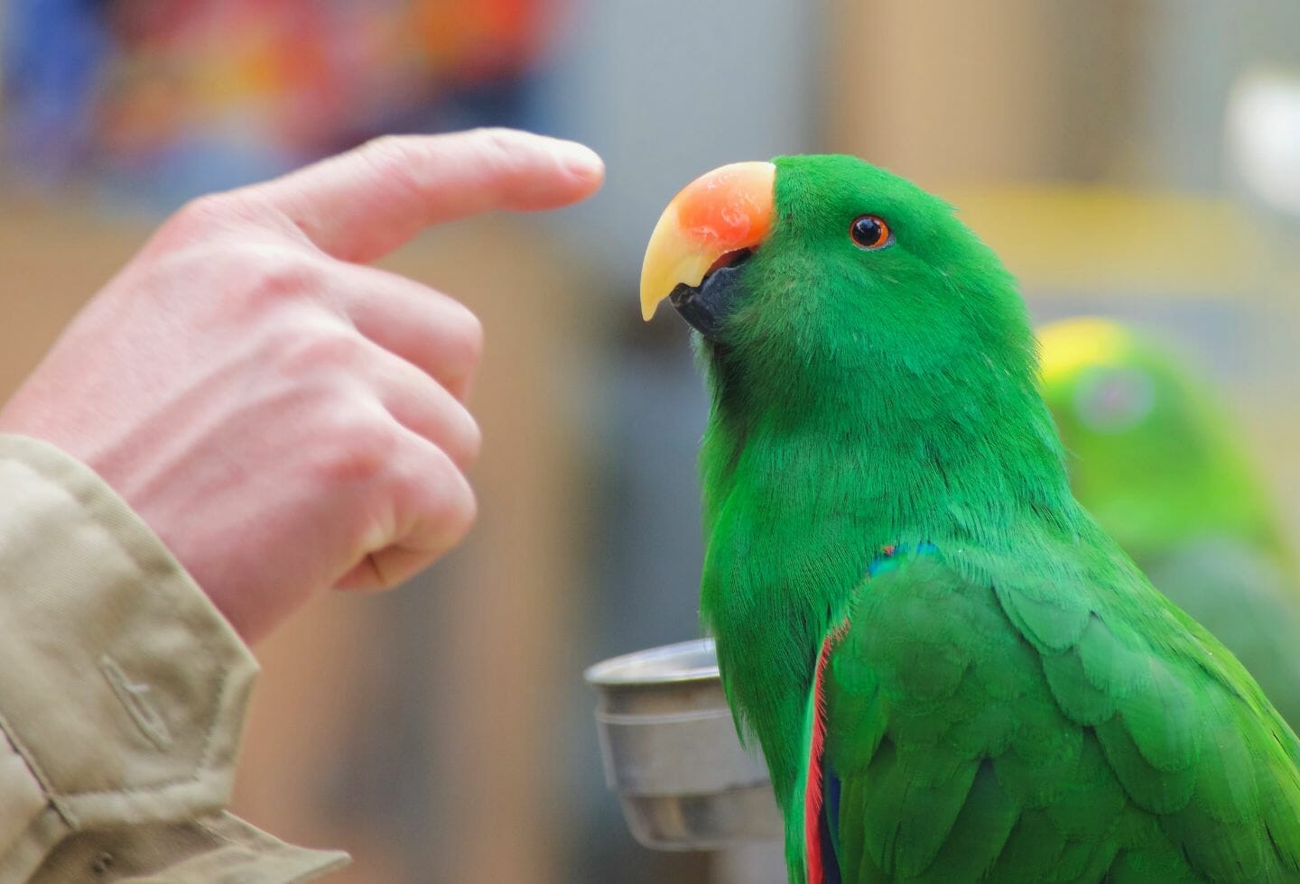 How to Tame an Aggressive Parrot?