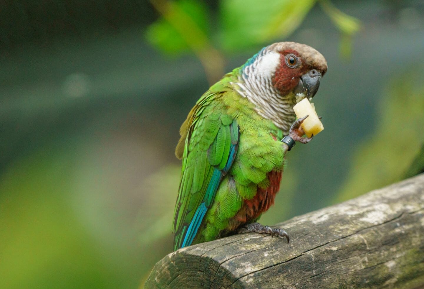 Why Do Parrots Stand on One Leg?