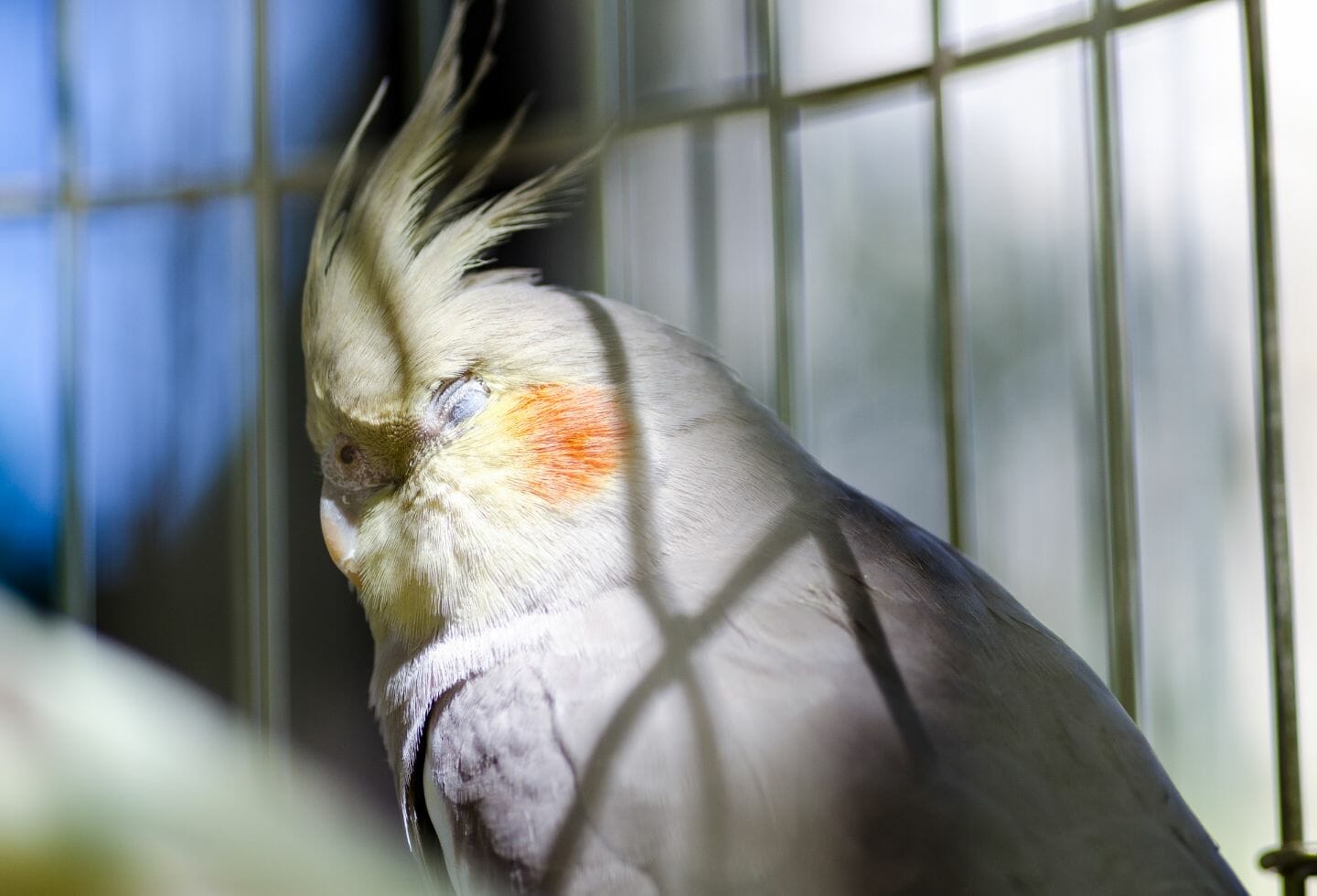 17 Signs a Bird Is Dying of Old Age