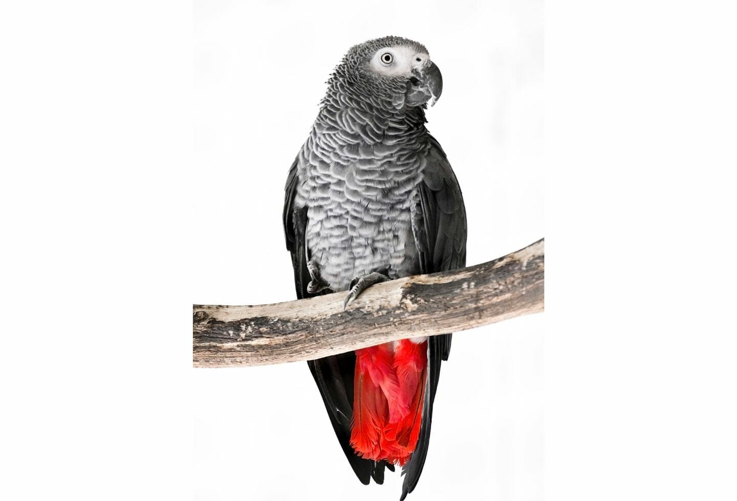 Why Do Parrots Stand on One Leg?