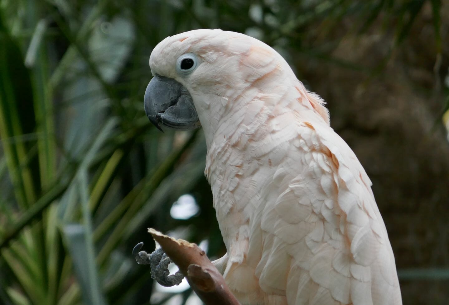 The 6 Most Aggressive Parrots