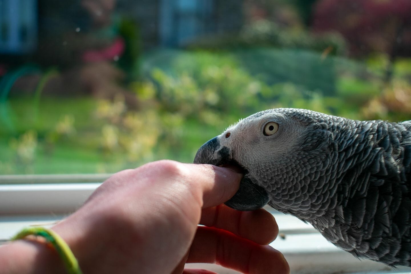 Why Does My Parrot Bite and How to Stop It?