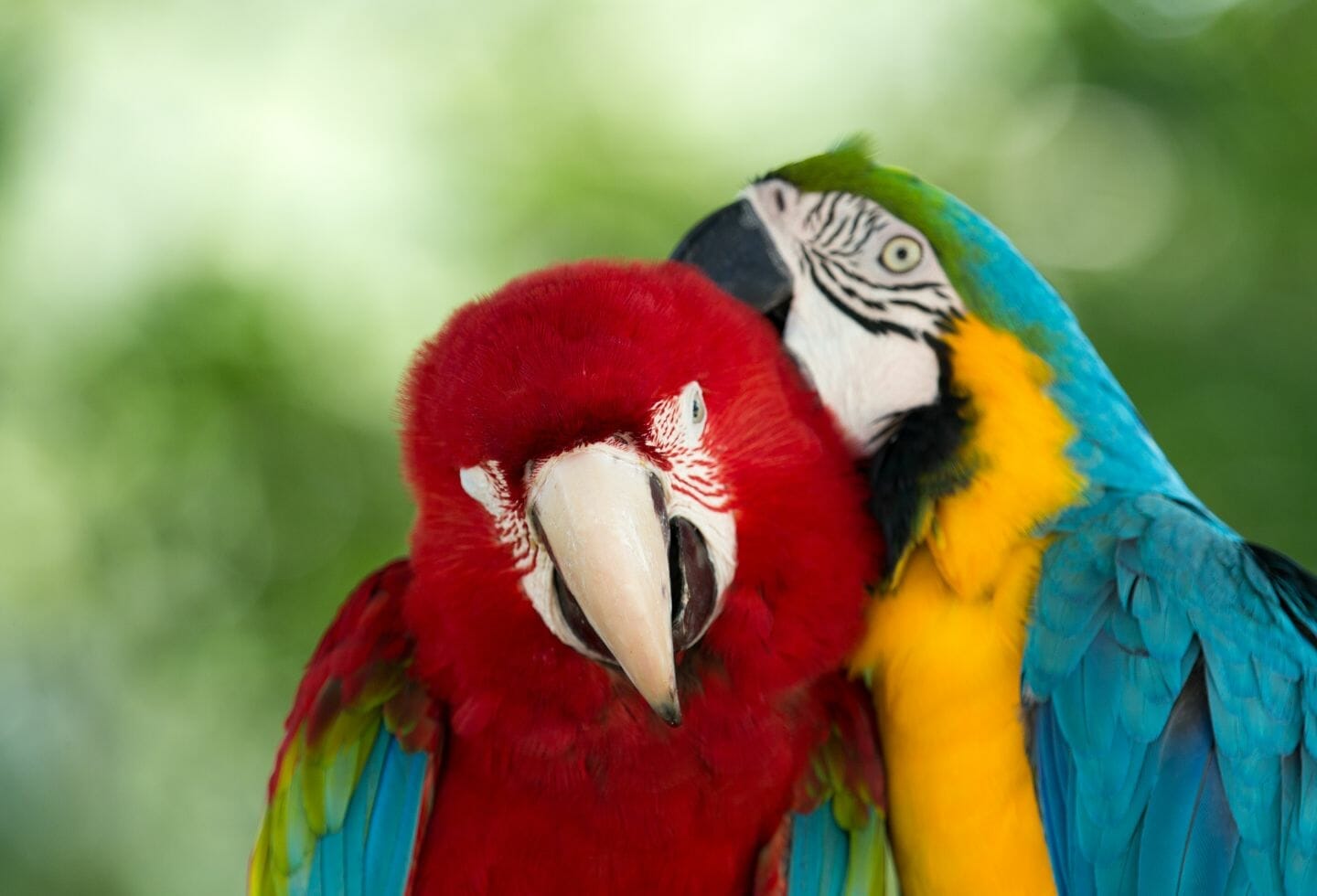 How to Tame an Aggressive Parrot?