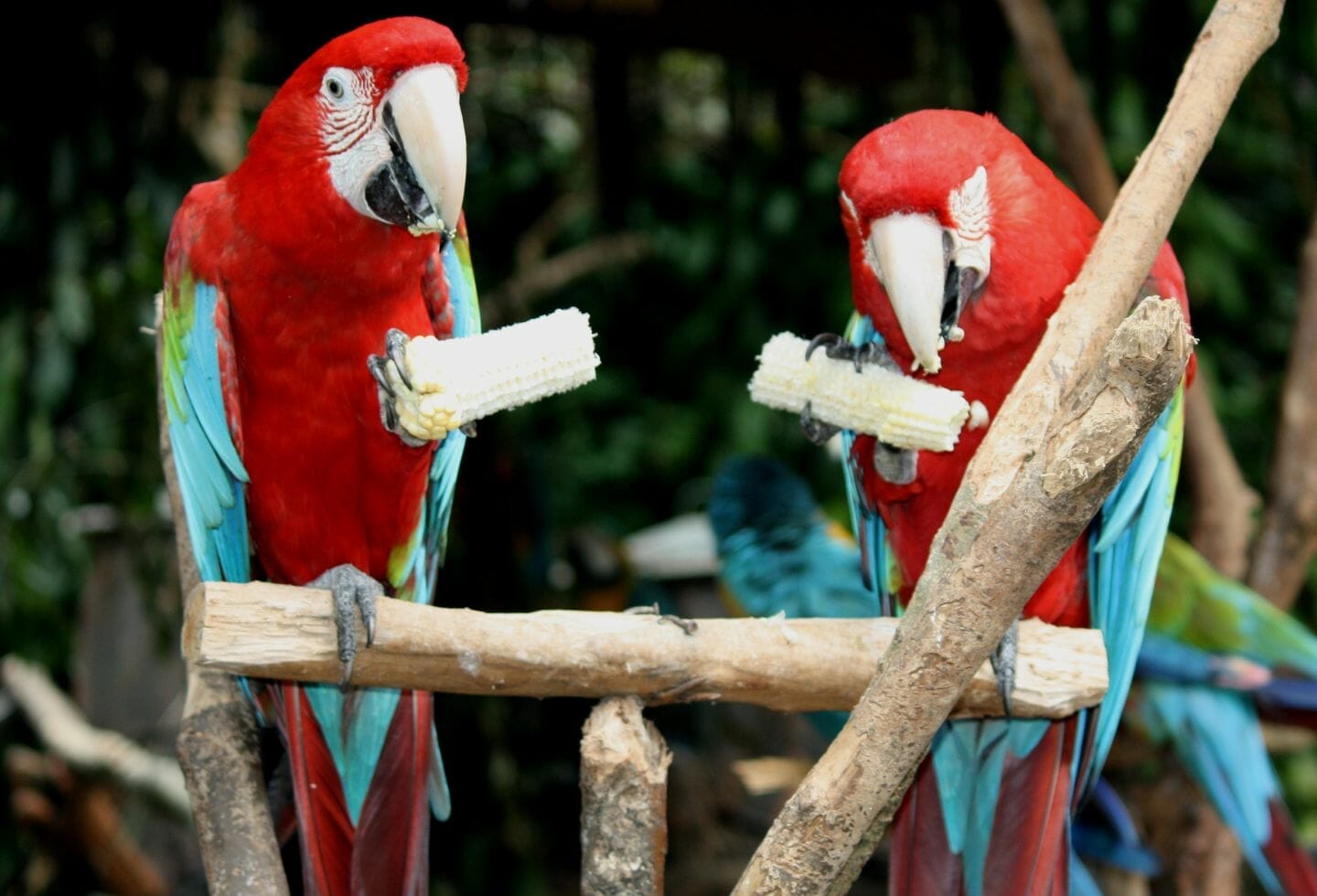 Why Do Parrots Stand on One Leg?