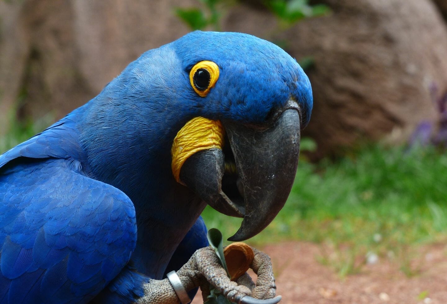 How to Tame an Aggressive Parrot?