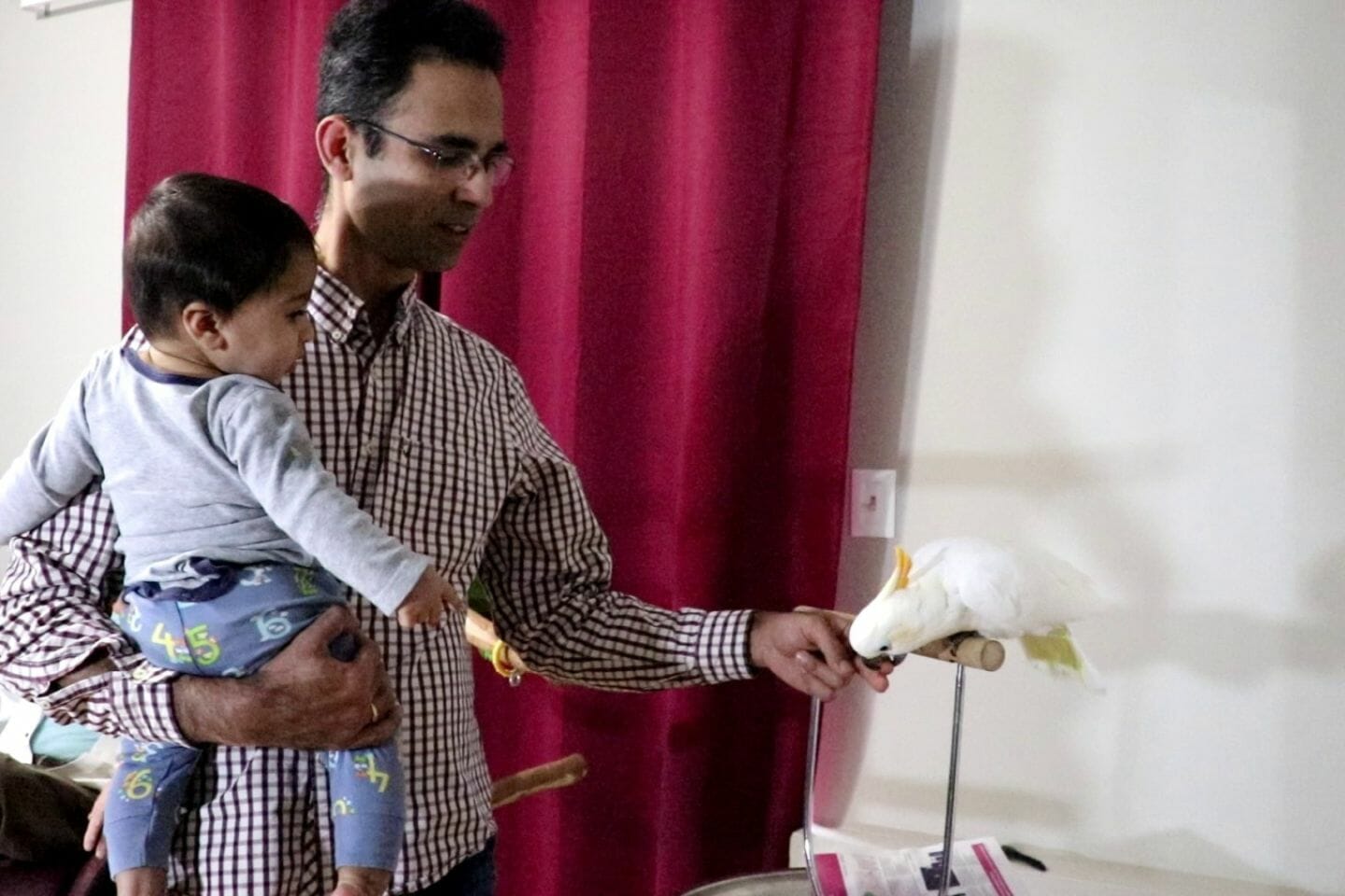 Why Does My Parrot Bite and How to Stop It?