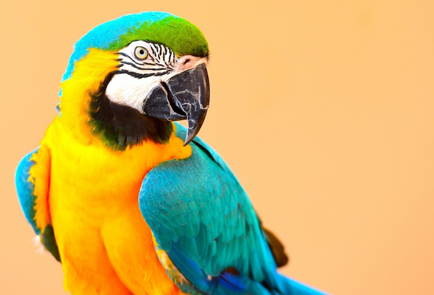 How to Tame an Aggressive Parrot?