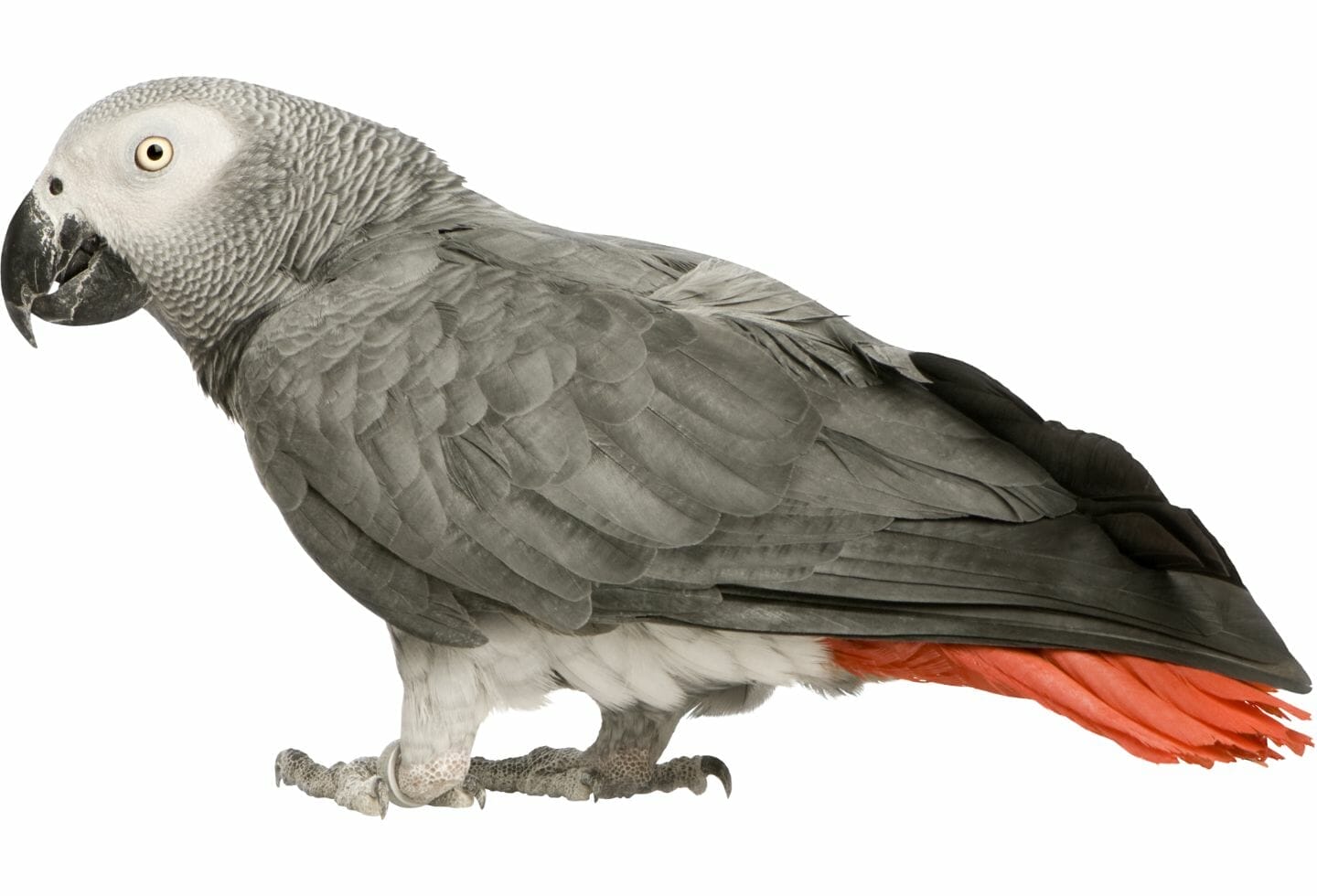 17 Signs a Bird Is Dying of Old Age