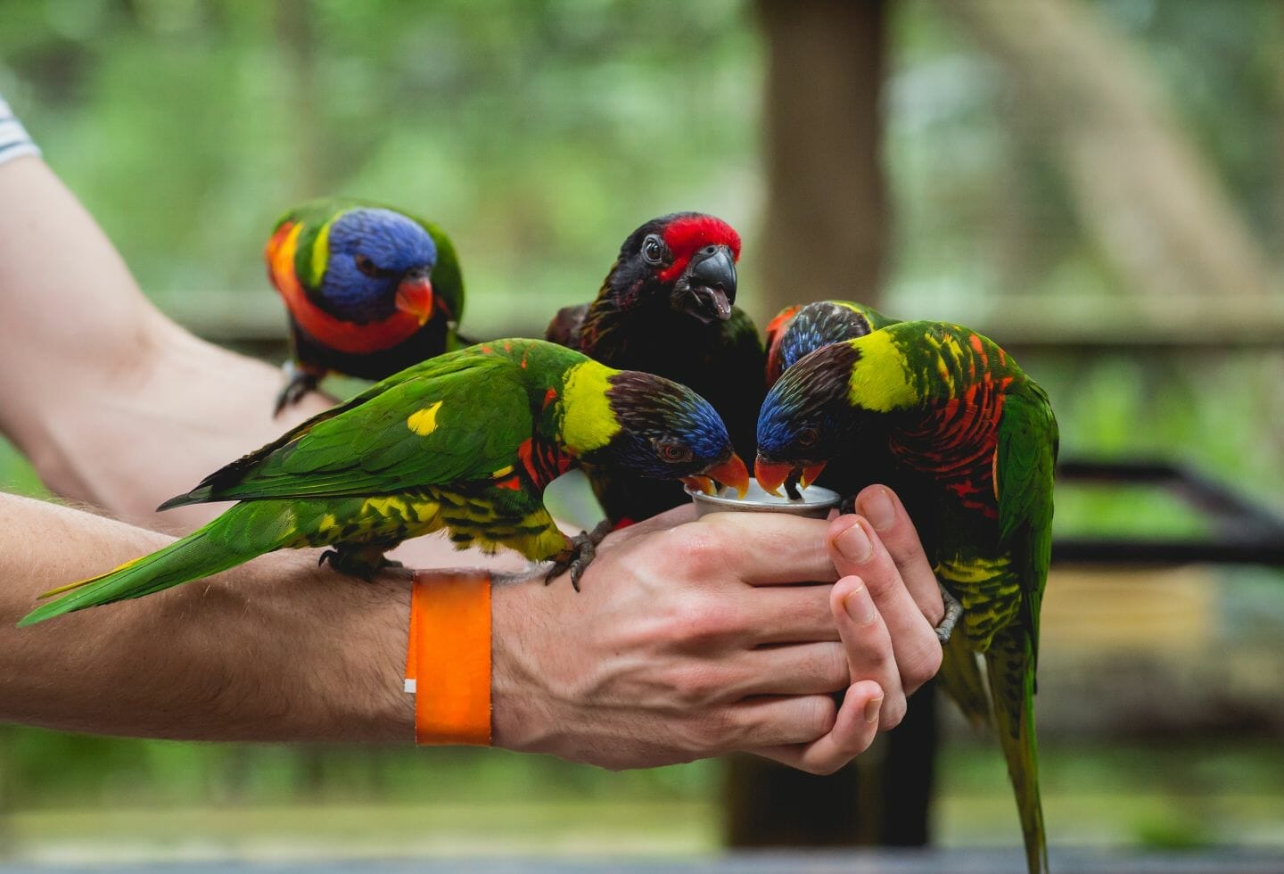 How to Communicate With Parrots?