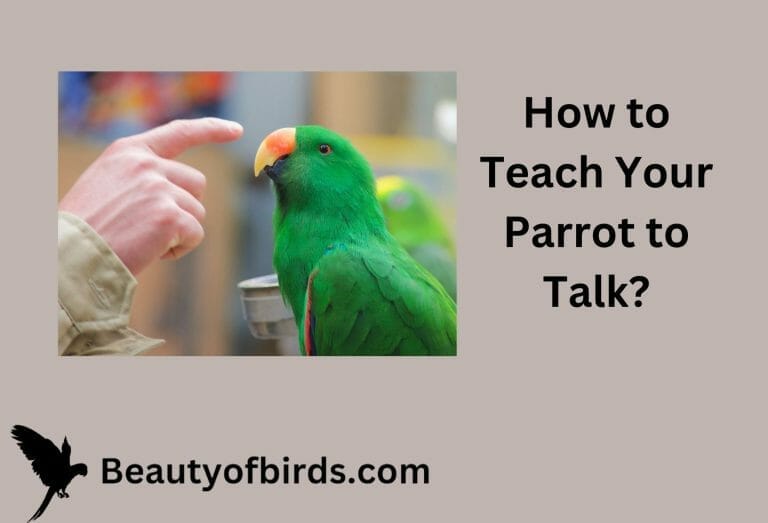 How to Teach Your Parrot to Talk?