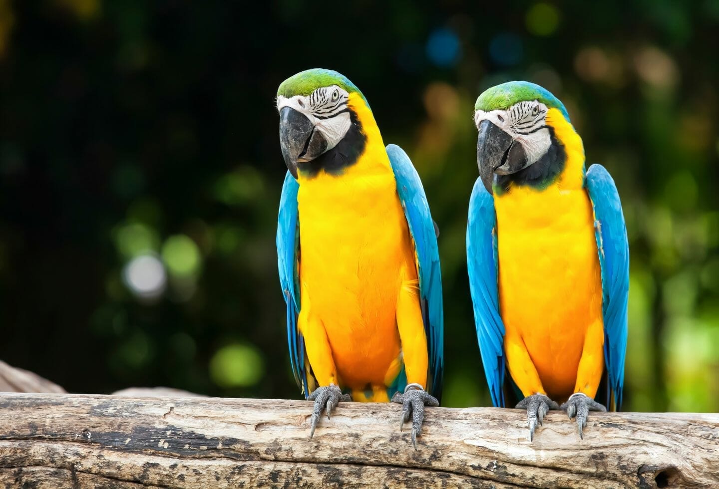 Macaw Behavior: How to Train a Macaw?