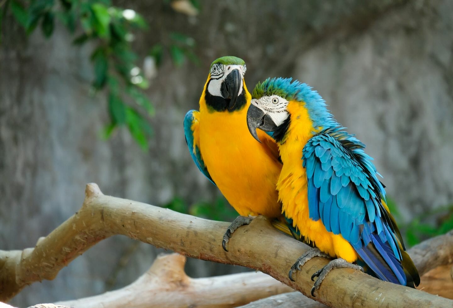 Macaw Behavior: How to Train a Macaw?