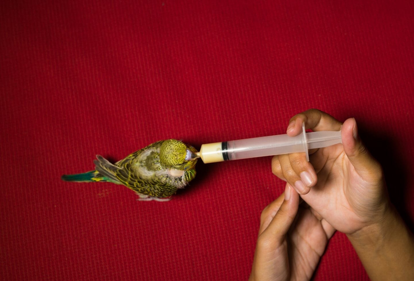 How to Feed a Bird With a Syringe?
