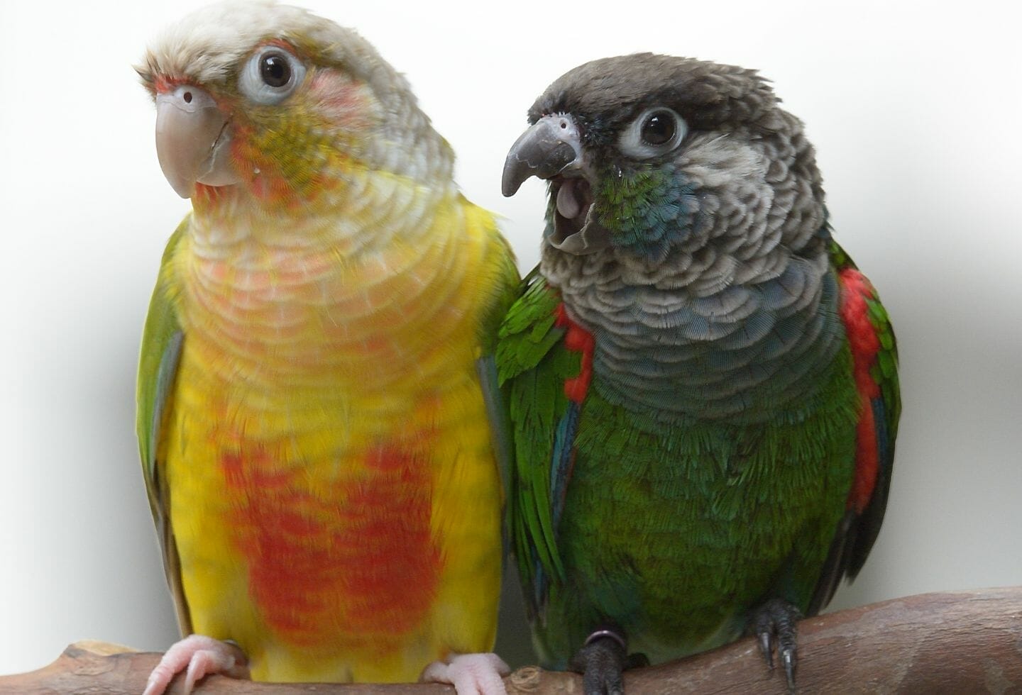 How to Stop Your Pet Bird from Screaming: 6 Things You Can Do