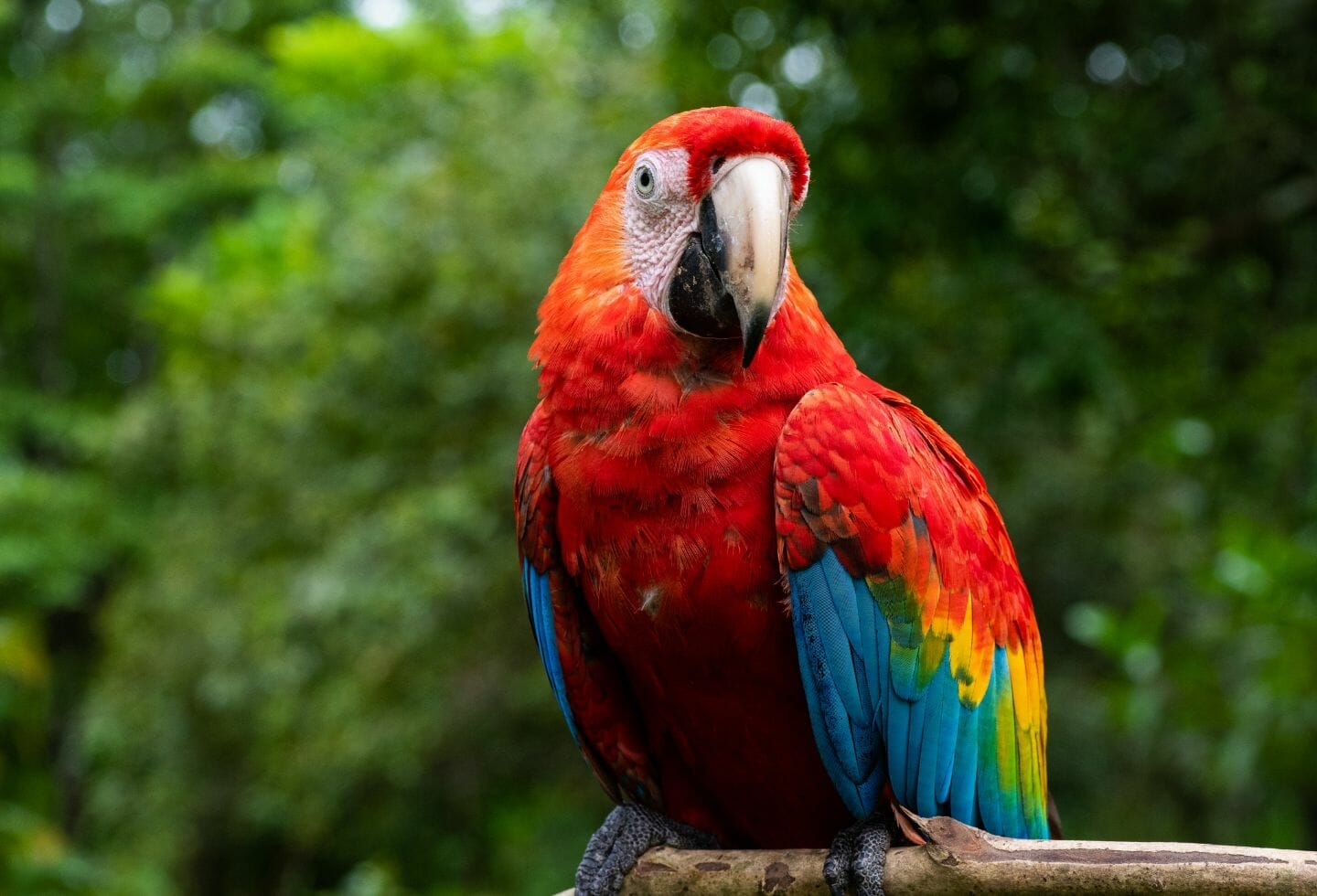 Macaw Behavior: How to Train a Macaw?