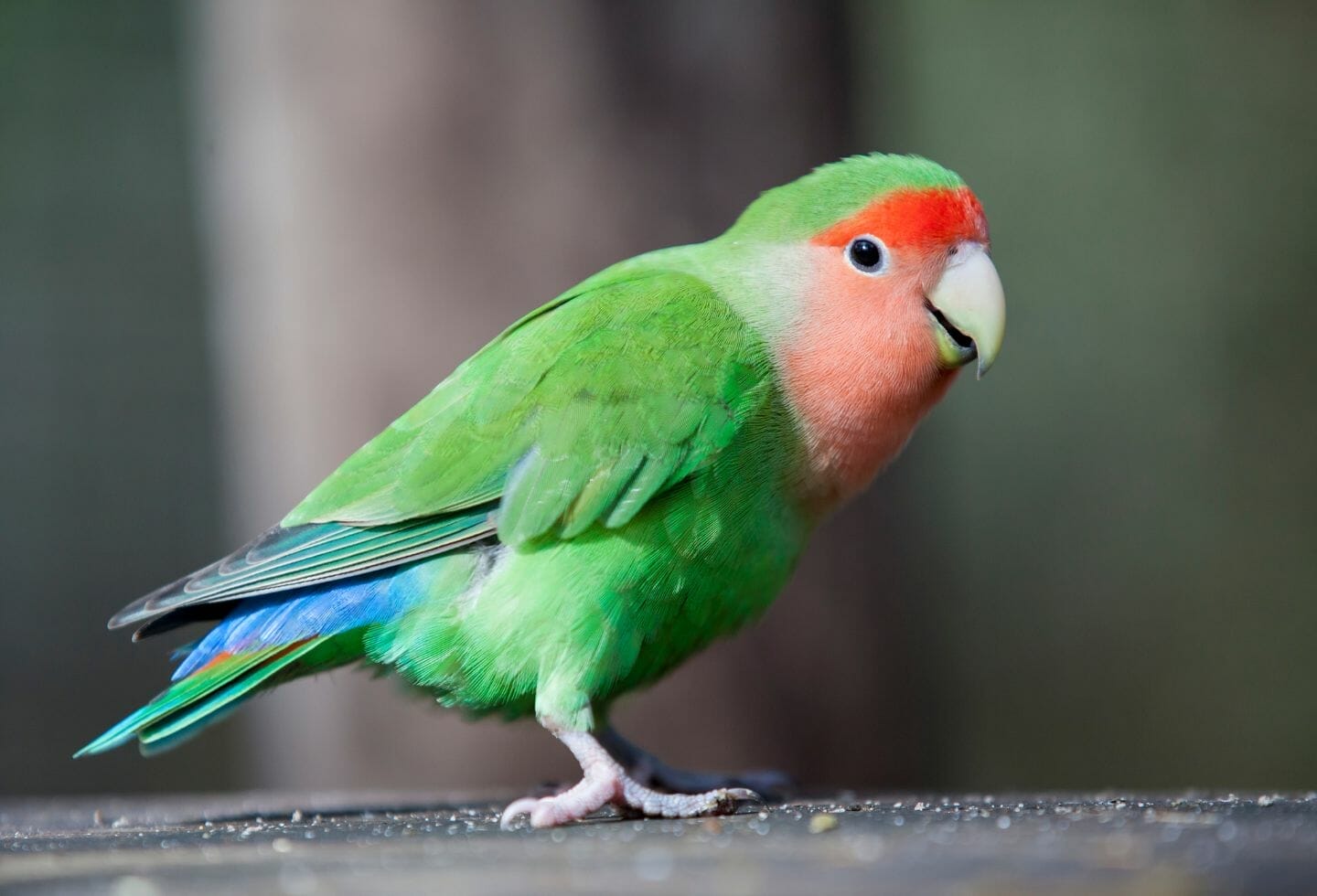 How to Stop Your Pet Bird from Screaming: 6 Things You Can Do