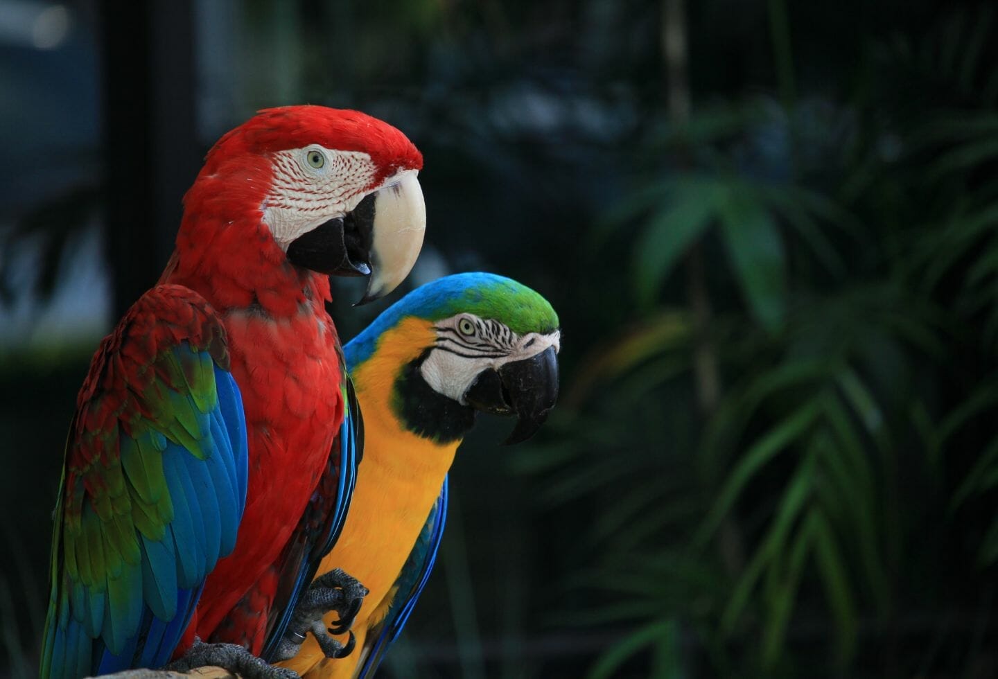 Macaw Behavior: How to Train a Macaw?
