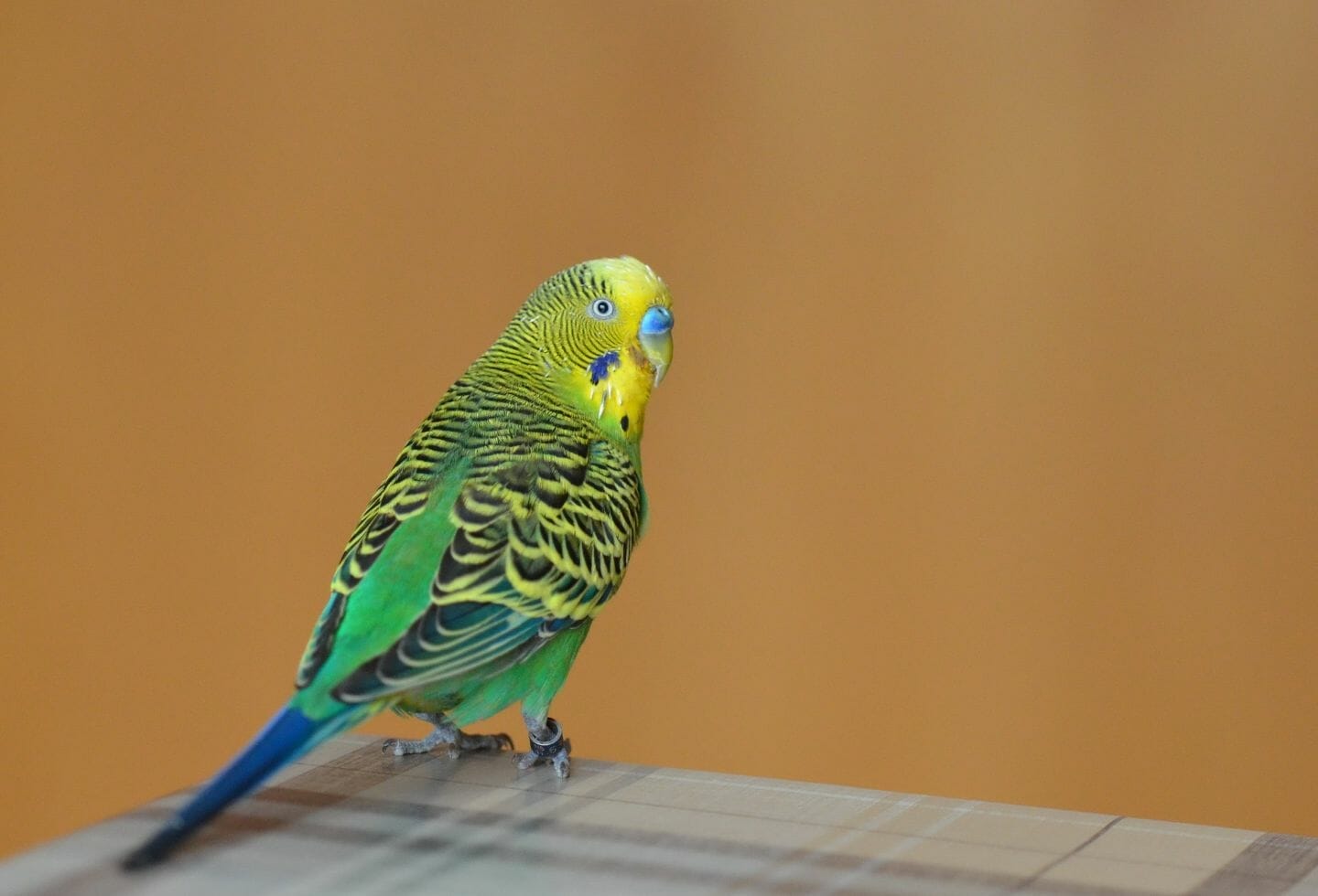How to Teach Your Parrot to Talk?