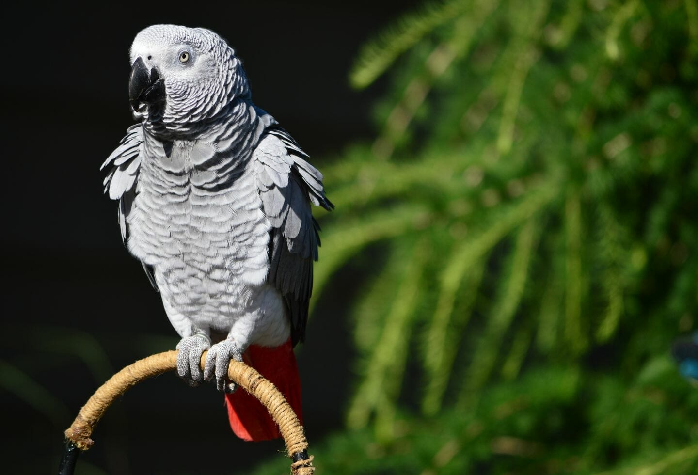 How to Stop Your Pet Bird from Screaming: 6 Things You Can Do