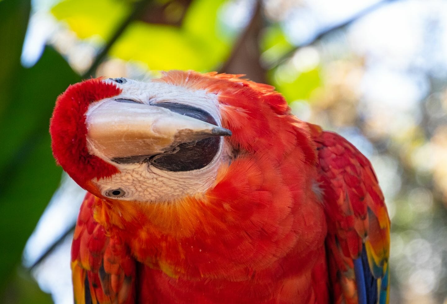 Macaw Behavior: How to Train a Macaw?