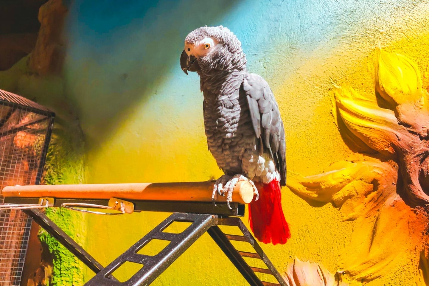 Congo African Grey: Facts, Diet, Behavior, and Pictures