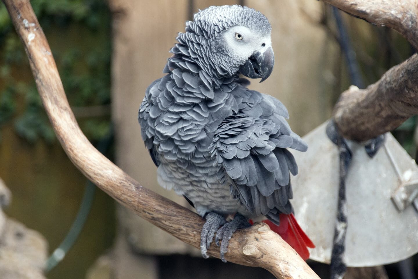 Congo African Grey: Facts, Diet, Behavior, and Pictures