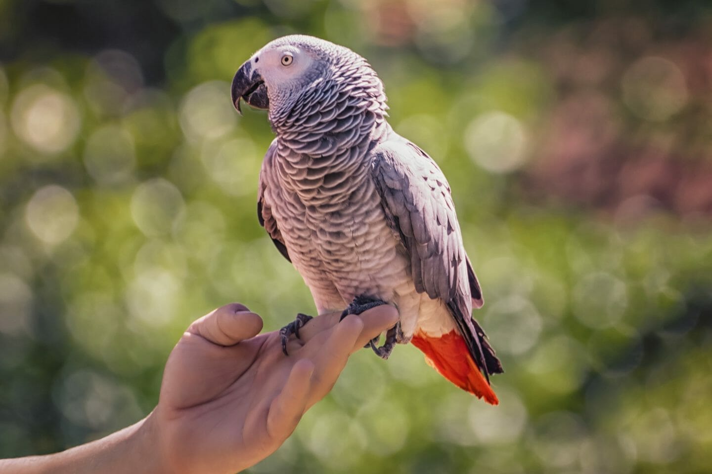 Congo African Grey: Facts, Diet, Behavior, and Pictures
