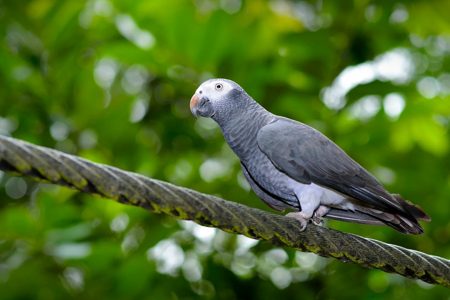 Congo African Grey: Facts, Diet, Behavior, and Pictures
