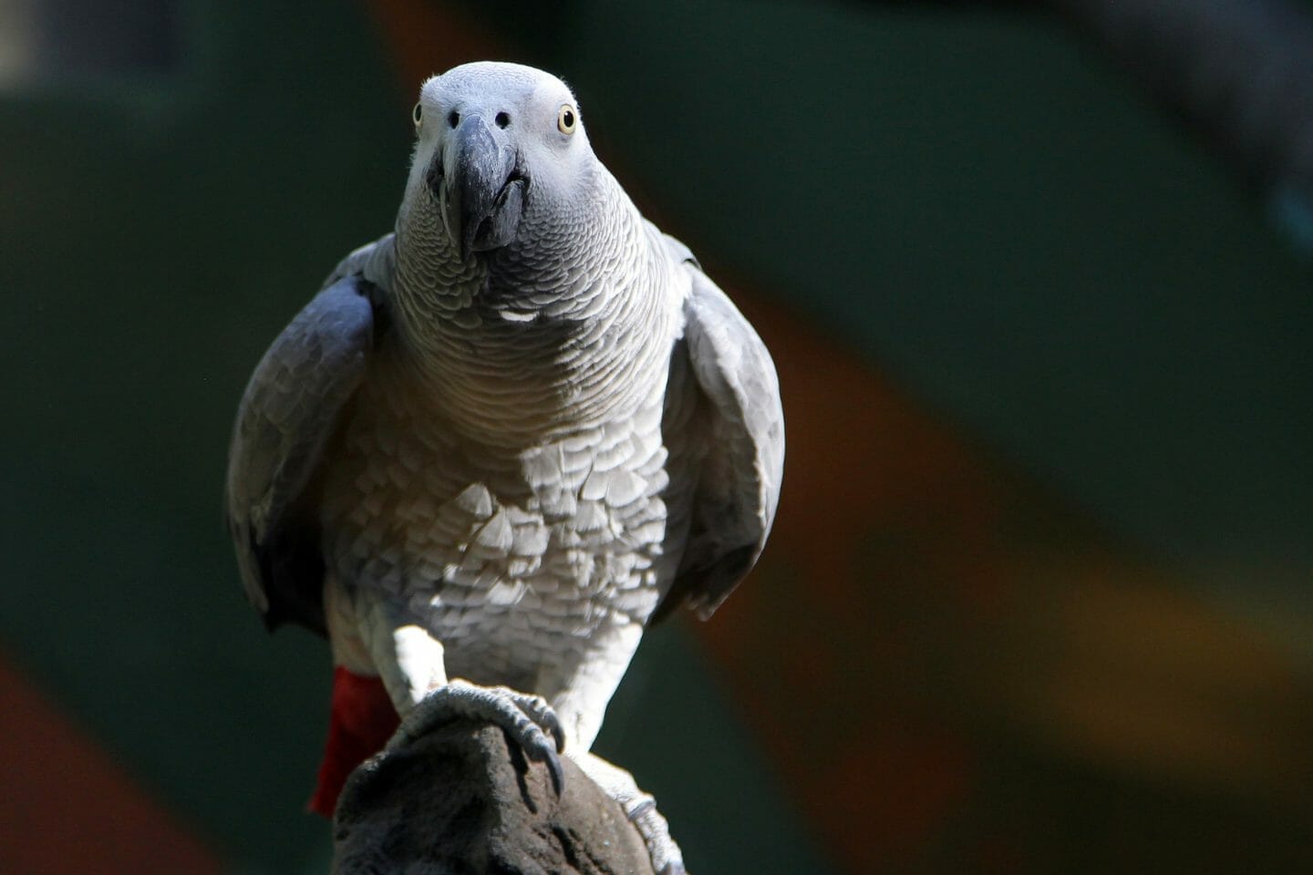 Congo African Grey: Facts, Diet, Behavior, and Pictures