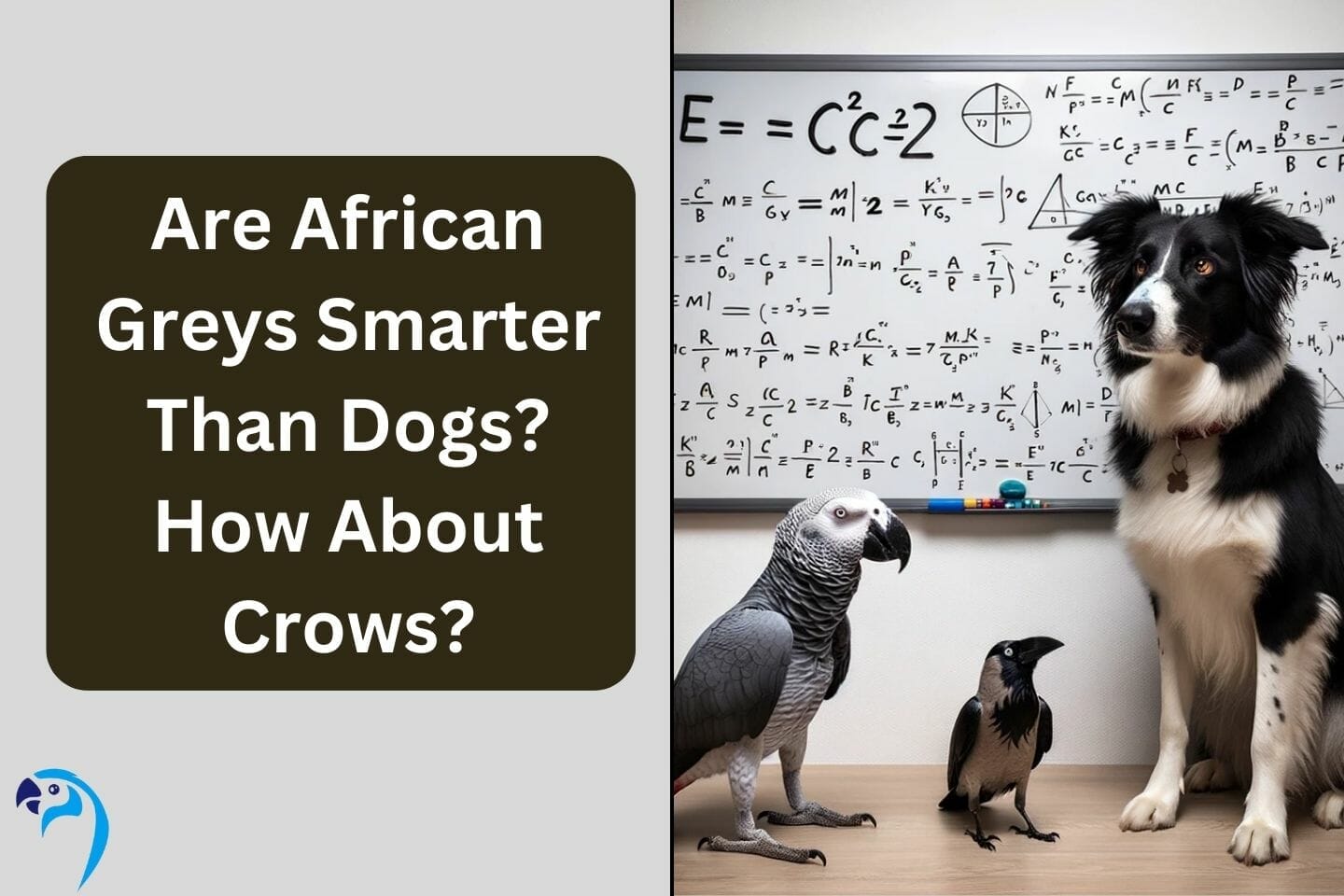 Are African Greys Smarter Than Dogs? How About Crows?