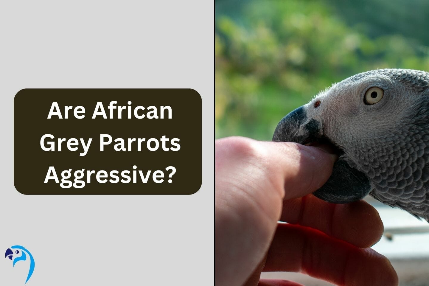 Are African Grey Parrots Aggressive? Quick Guide to Their Behavior