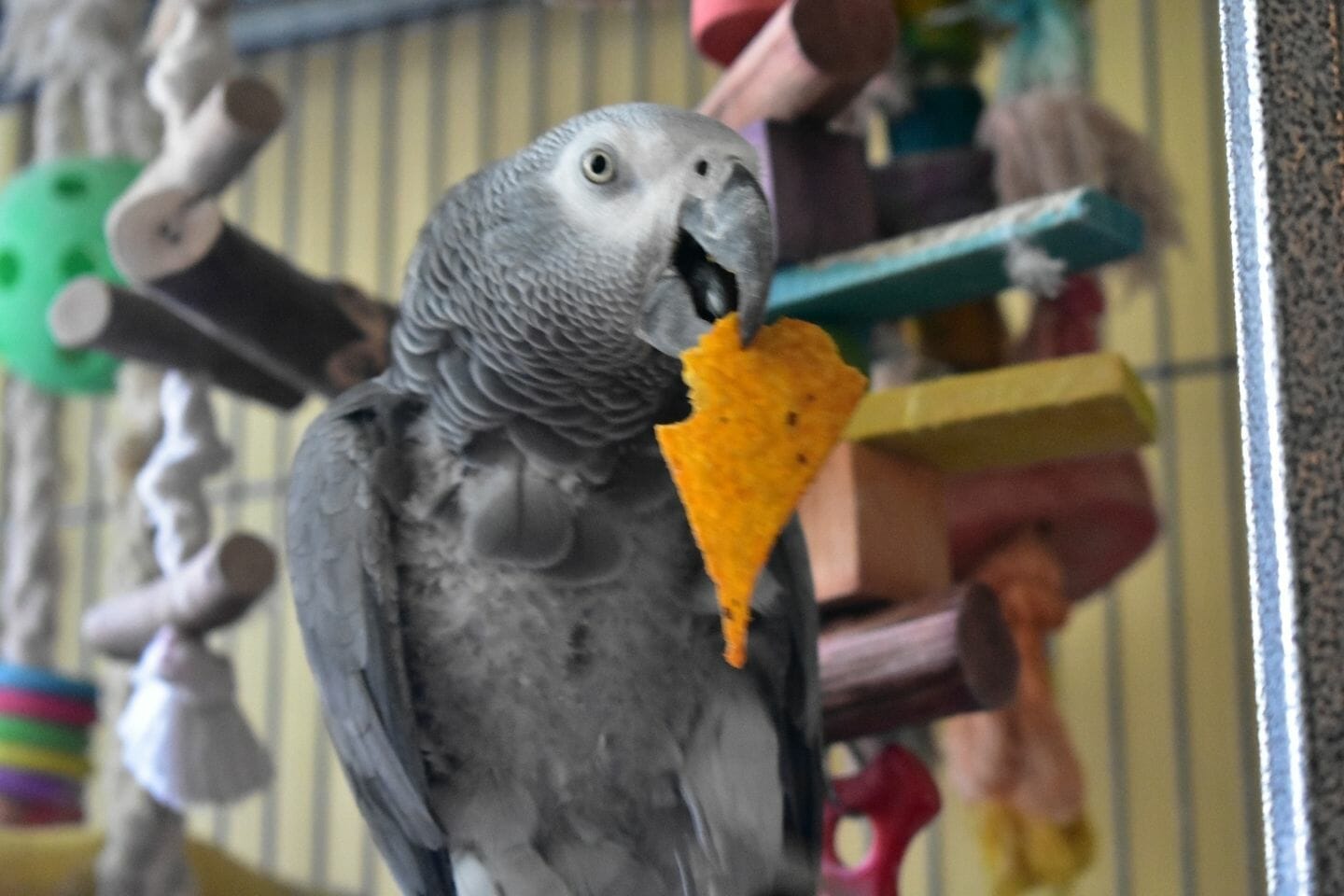 Are African Grey Parrots Aggressive? Quick Guide to Their Behavior