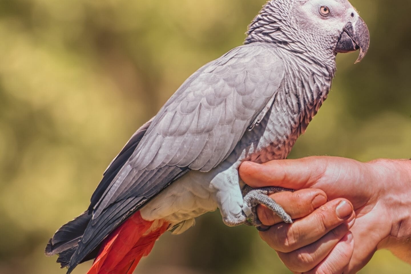 Why is my African Grey growling? Knowing Their Fear Reactions Story ...