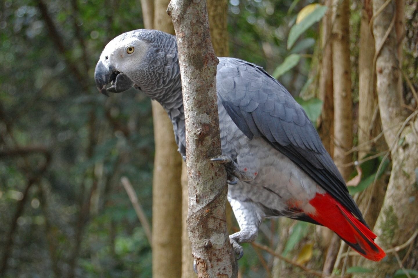 Can African Greys See Color? The Truth About Their Vision