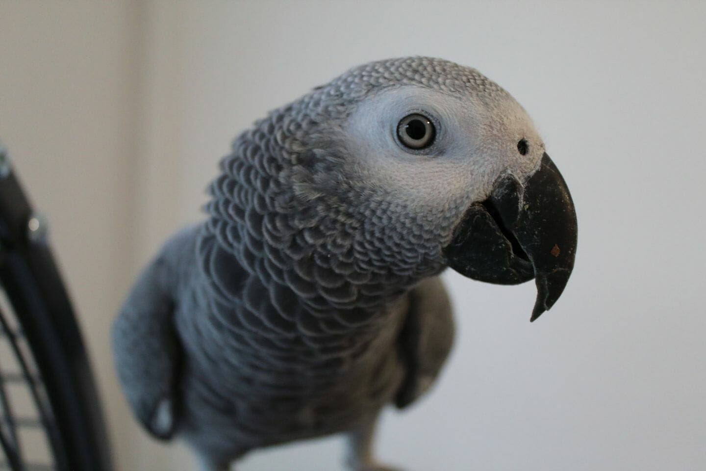 Are African Grey Parrots Aggressive? Quick Guide to Their Behavior
