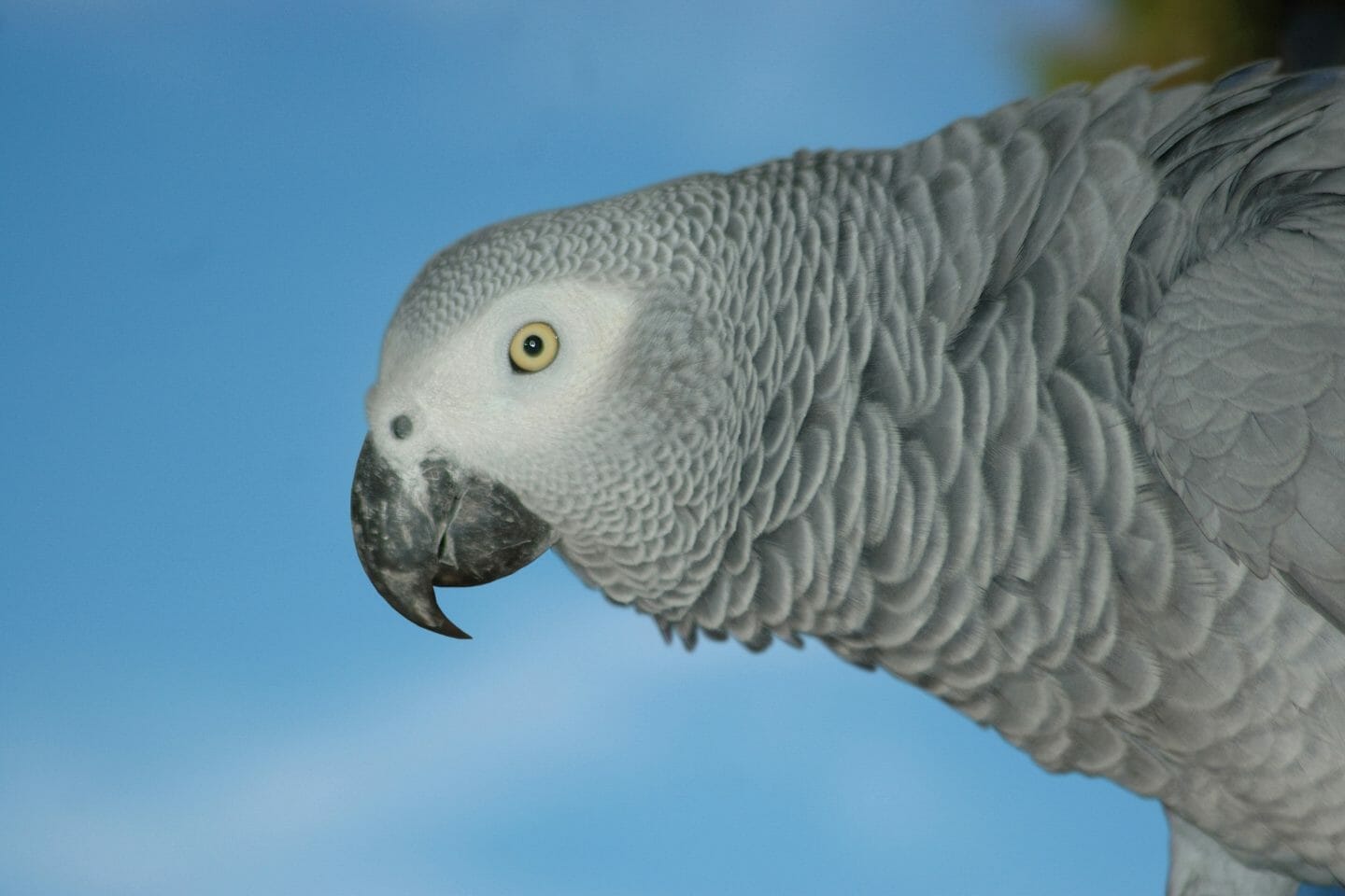 Can Older African Grey Learn to Talk? Till What Age Can You Train Them?
