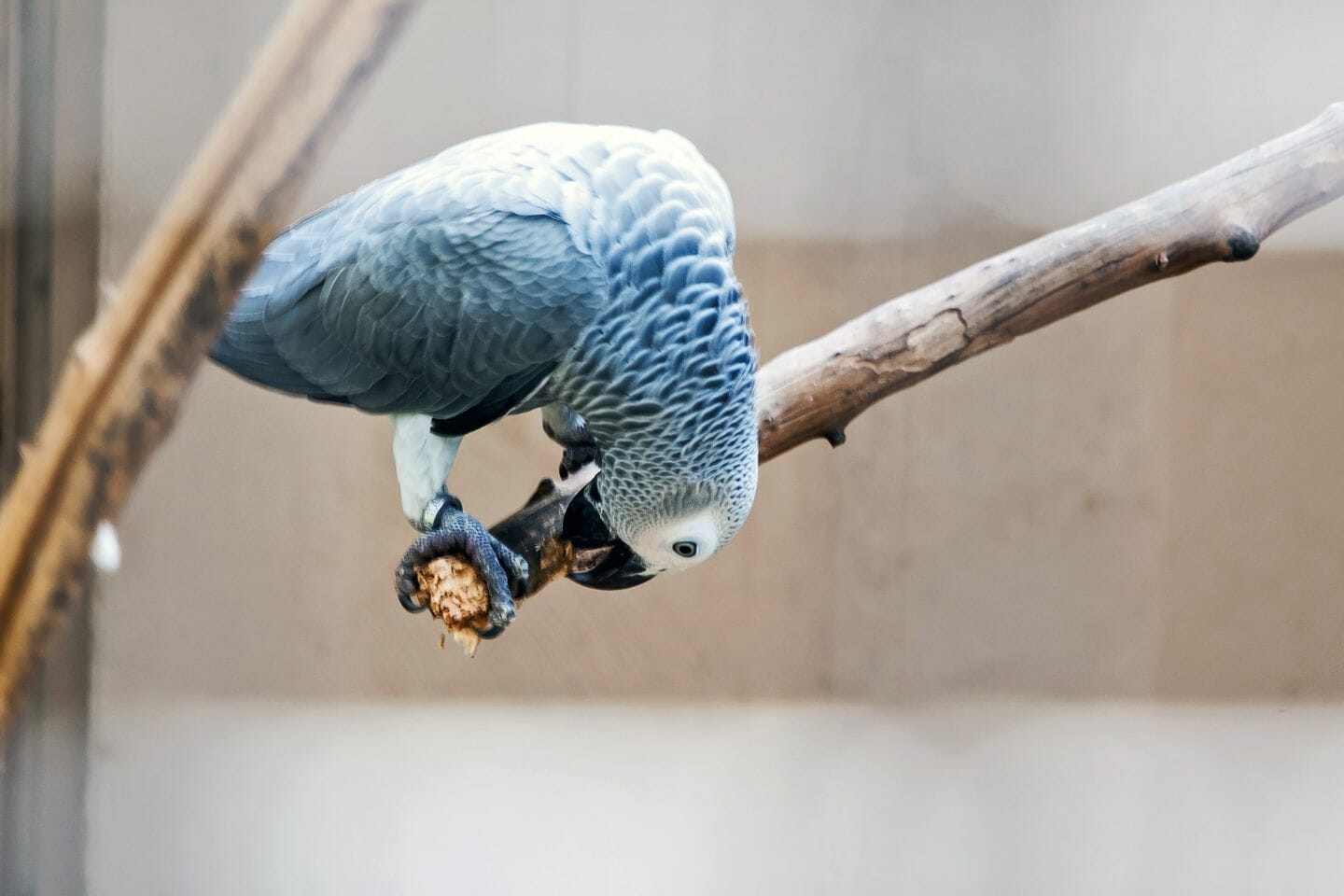 Can African Greys See in the Dark? All About African Grey Vision