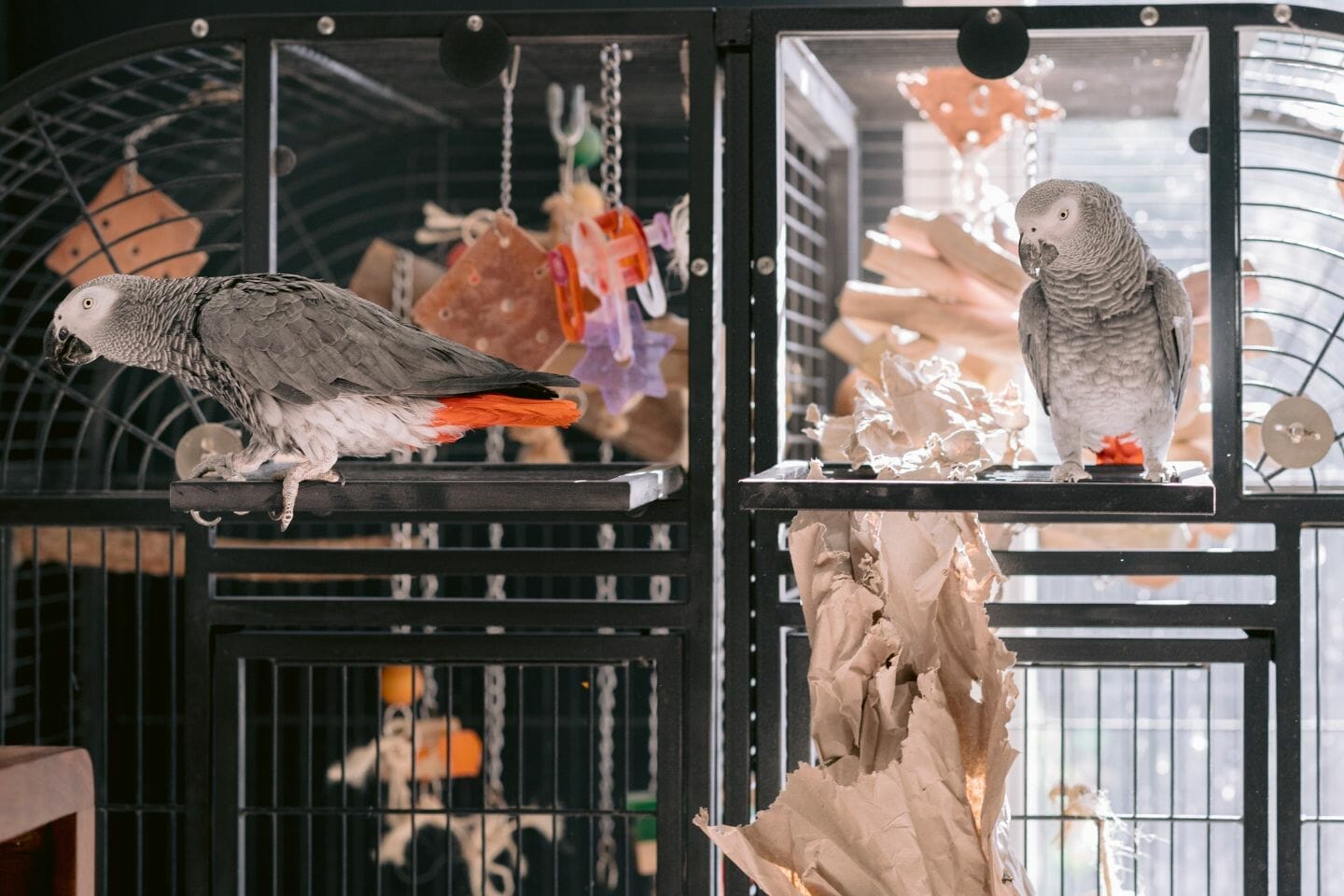 African Grey Lifespan: How Long Do African Grey Parrots Live