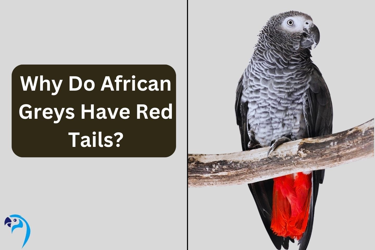 Why Do African Greys Have Red Tails?
