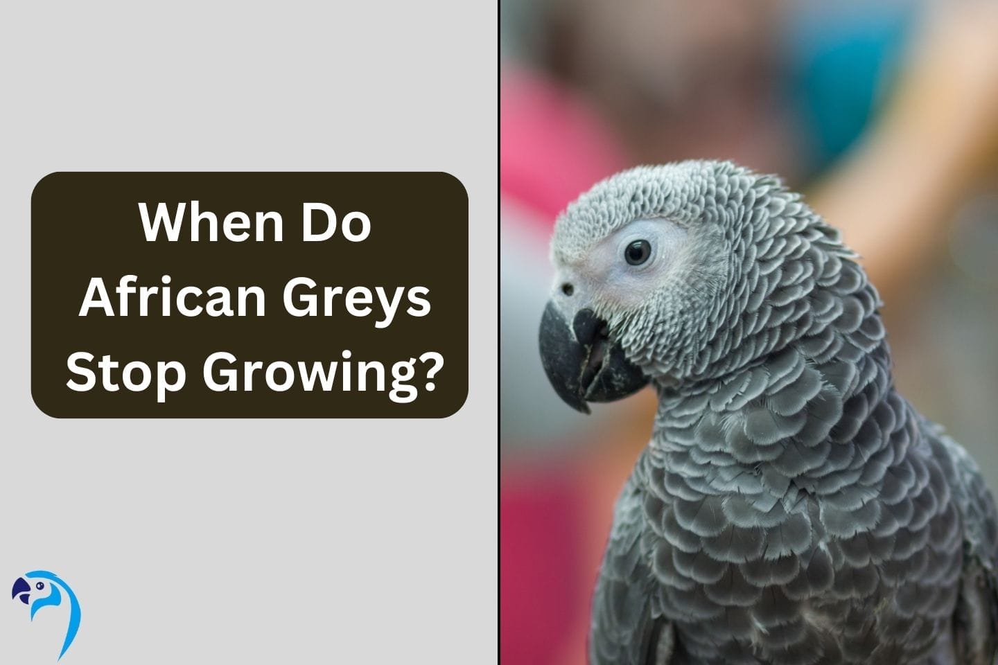 How Many Types of African Grey Parrots Are There? Story - Beauty of Birds
