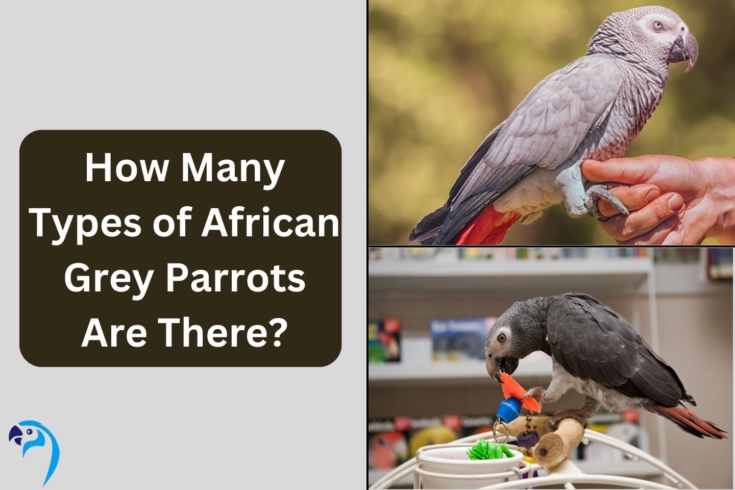 How Many Types of African Grey Parrots Are There?