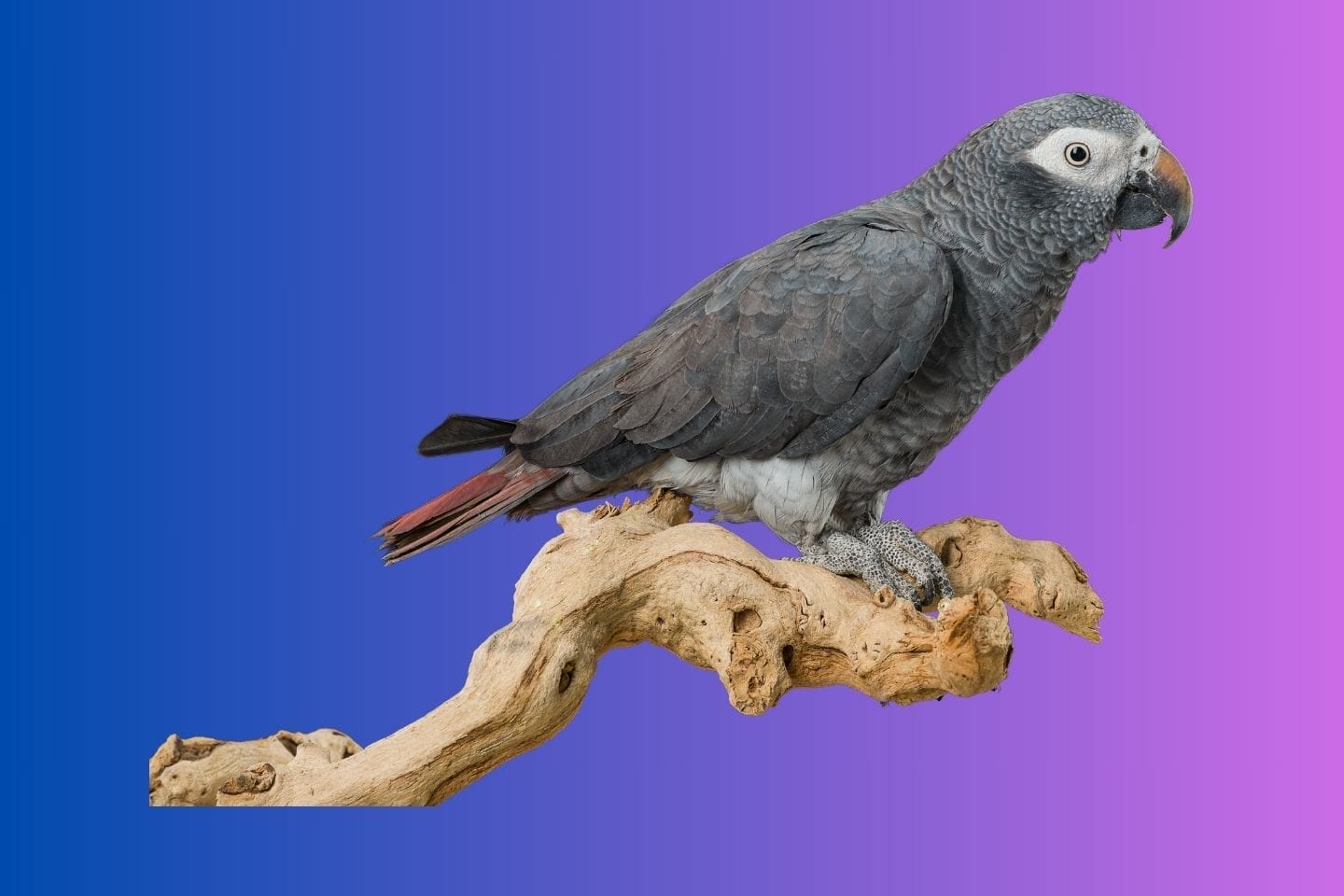 Why Do African Greys Have Red Tails?